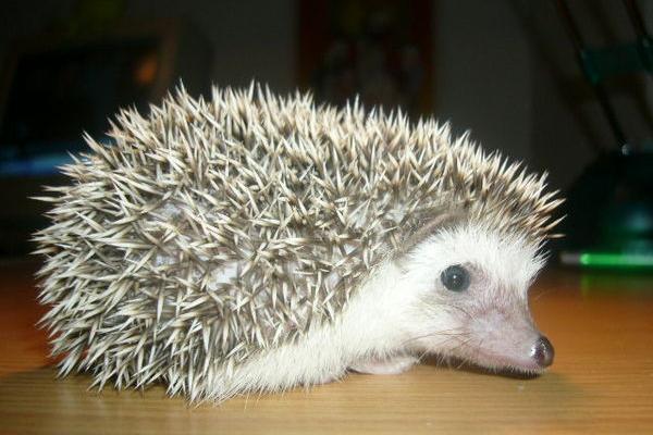 Mamiferos: Omnívoros