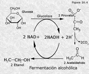 Como se Produce La fermentación alcohólica.
