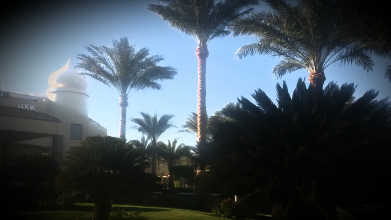 صور موبايلى: الخضرة والماء the trees and water