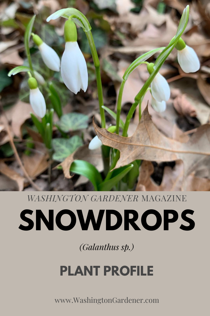 WashingtonGardener: Plant Profile: Snowdrops (Galanthus sp.)