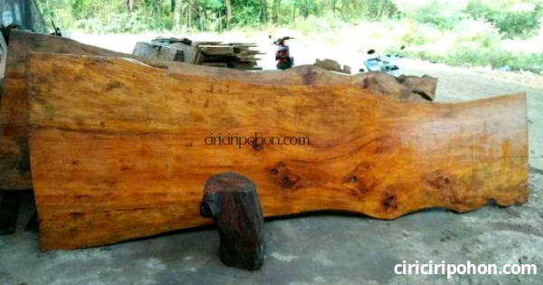 Mengenal Ekologi dan Persebaran Pohon Angsana - Ciriciripohon.com