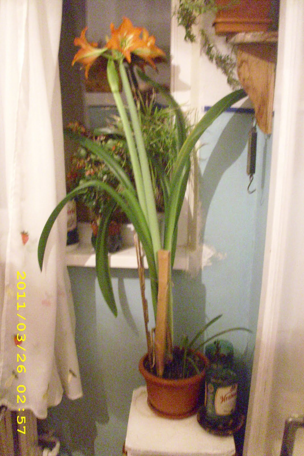 Sorin Frumuseanu Blog: flori de apartament