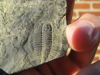 Views of the Mahantango: Olenus & Ctenocephalus Trilobites from Sweden