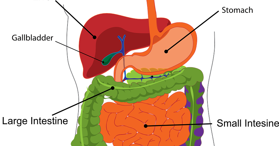 Understanding the human digestive system and its functions in Detail ...