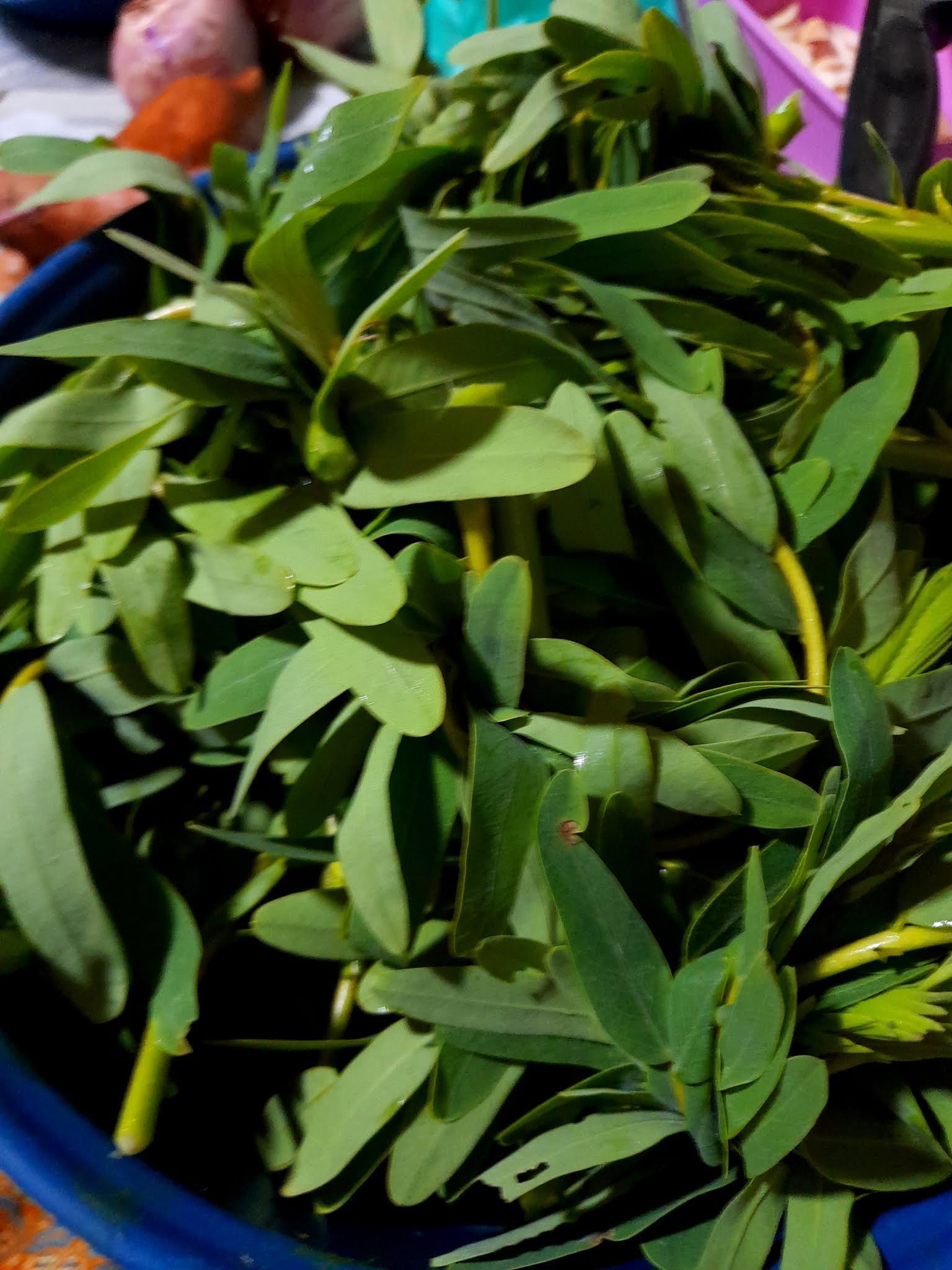 Masak Lemak Pucuk Geti | Detik Detik Indah Dalam Hidupku