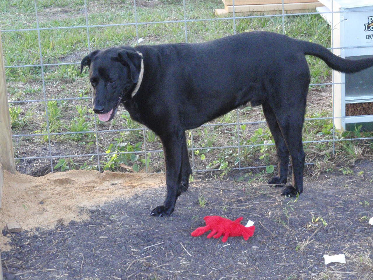 Smiling Dog Farms: Bosco Wins in Court... Flies to Sanctuary at Smiling ...