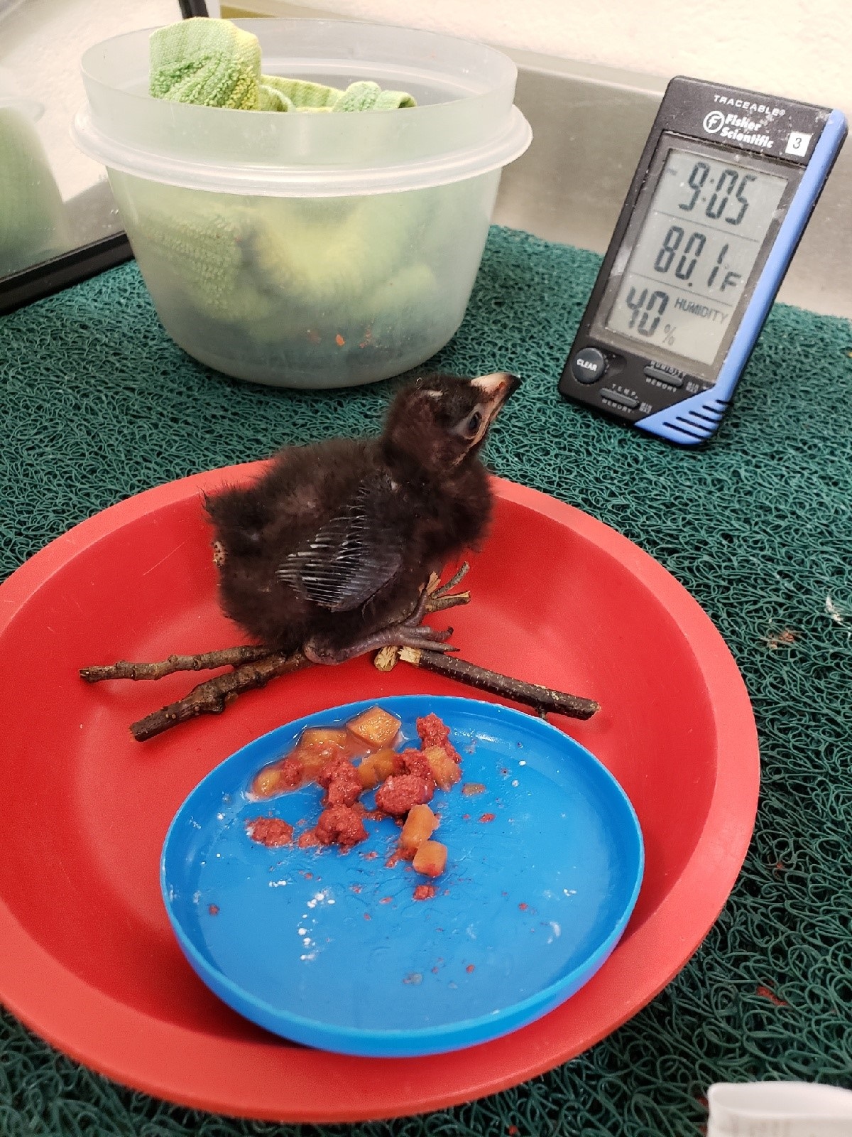 A hatching 36 years in the making: hello little red-crested turaco chick!
