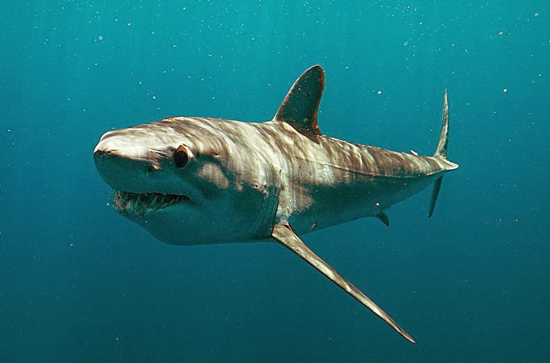 -Cebu-: Jerung dan jenis-jenisnya