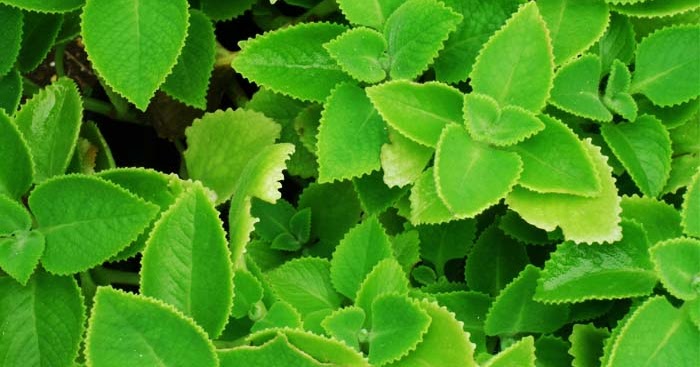Daun Jinten (Plectranthus amboinicus)