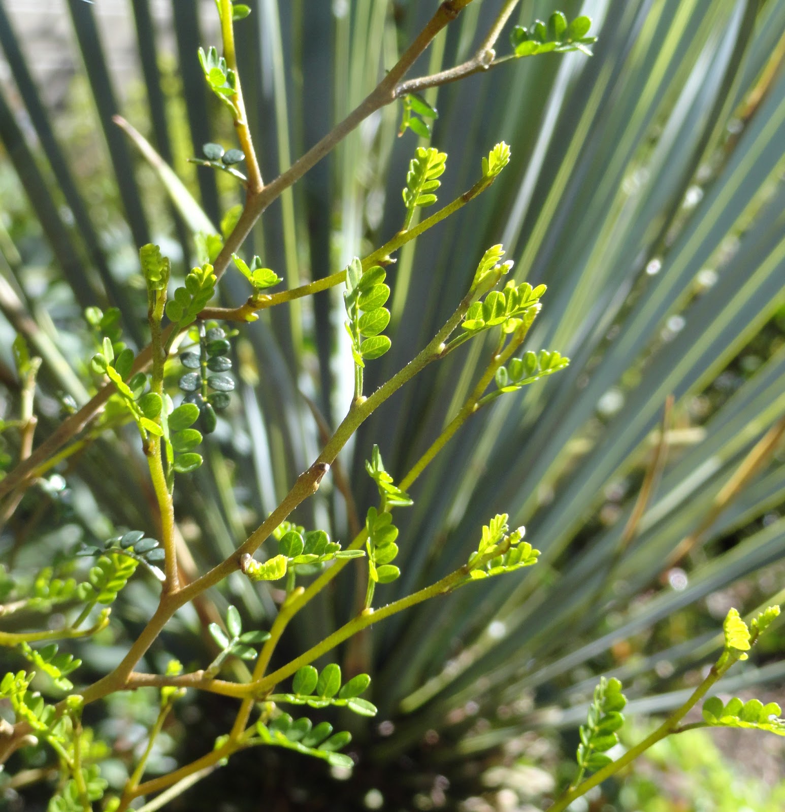 danger garden: Sophora prostrata 'Little Baby’ is my favorite plant in ...