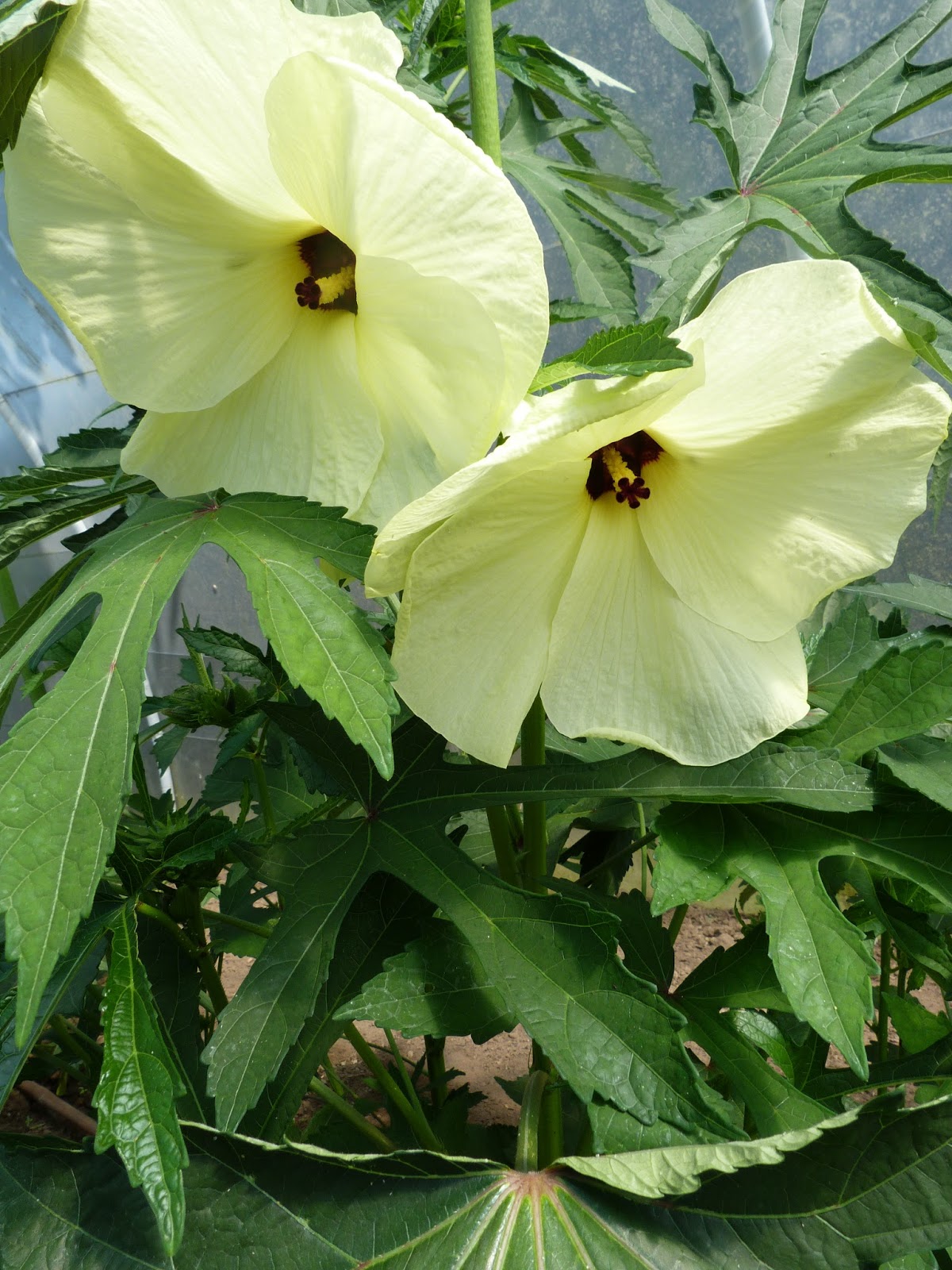 Le surprenant monde végétal: Abelmoschus manihot