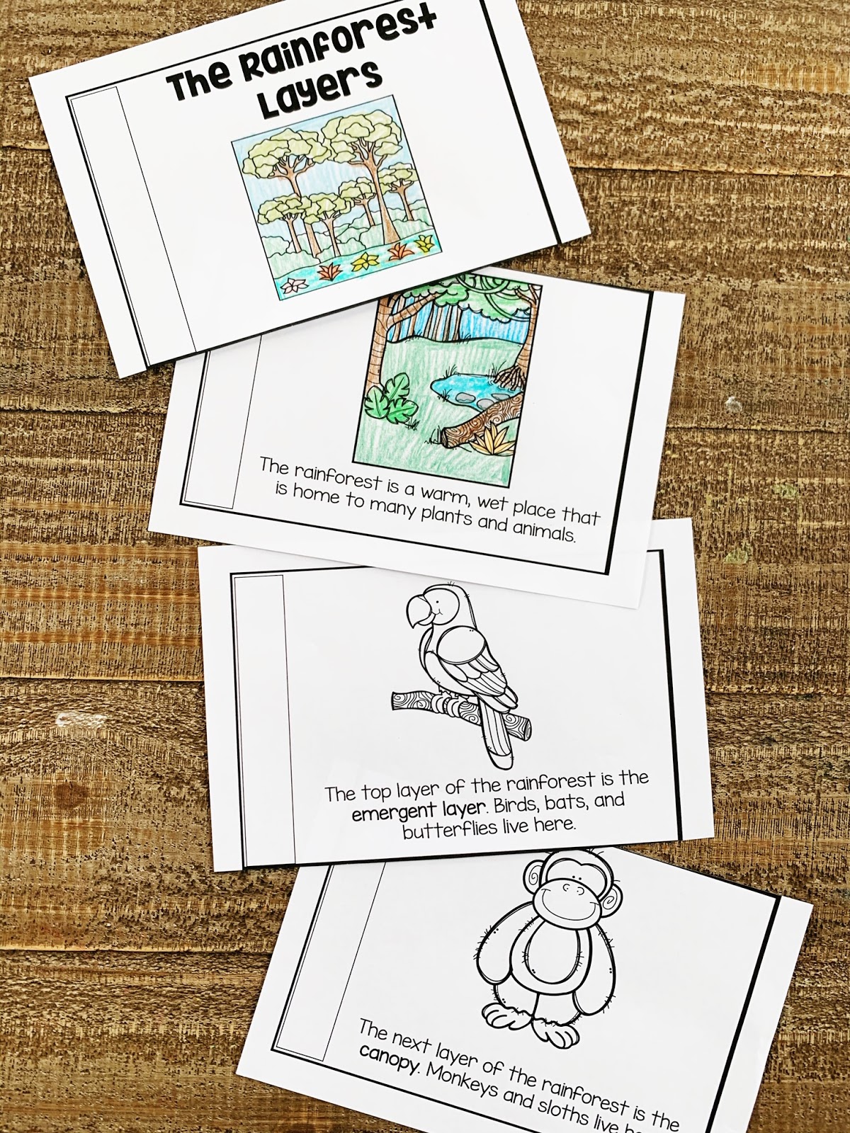 Rainforest ELA Unit for Kindergarten and 1st Grade | Busy Hands and Minds