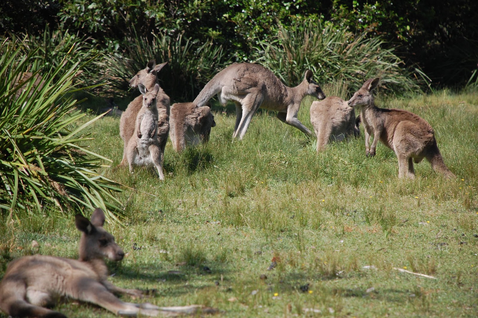 Cruising with Oso Blanco - Nordhavn 6409: Roos: The Whitetail Deer of ...