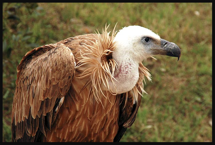 From Collado Hermoso