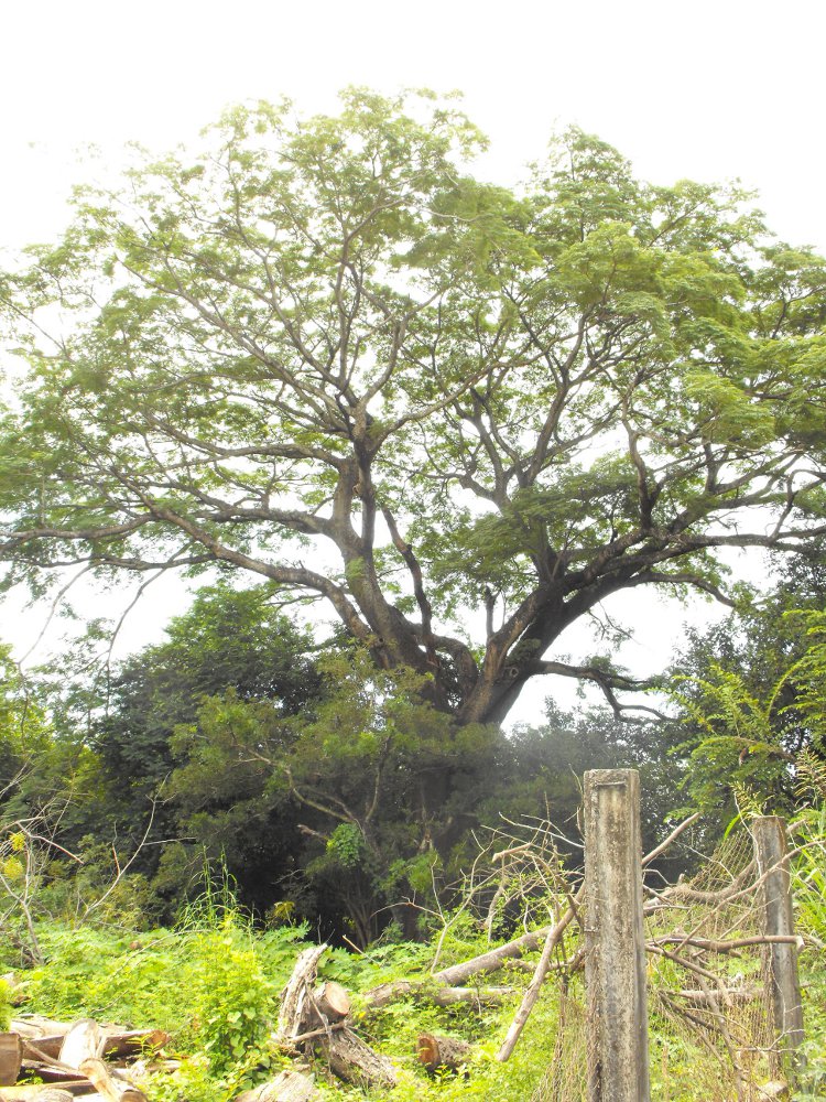dielemanabroad: Guanacaste Tree