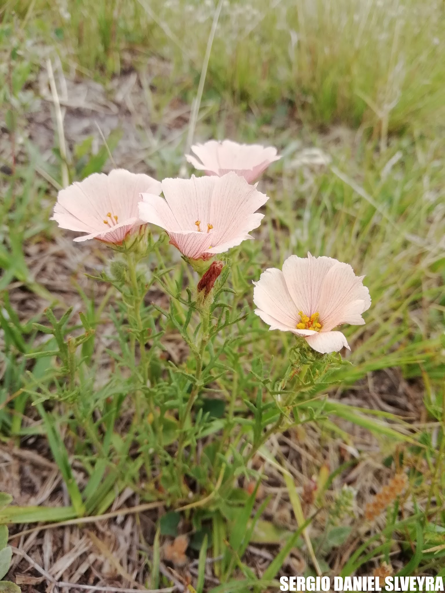 Flora Nativa de Entre Rios