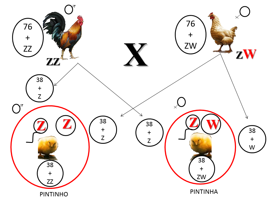 HERANÇA LIGADO AO SEXO I