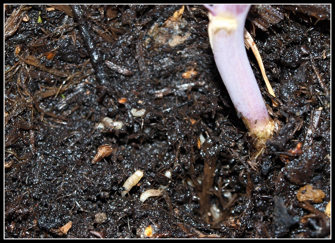 Mark's Veg Plot: Cabbage Root Fly