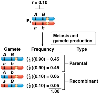 Basic Genetics for University: Classical Gene Mapping