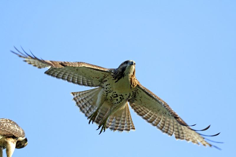 Hawkwatch at the Franklin Institute: Happy hawks!