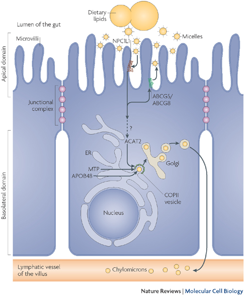 BIOMEDICS ONLINE: Cholesterol trafficking in enterocytes