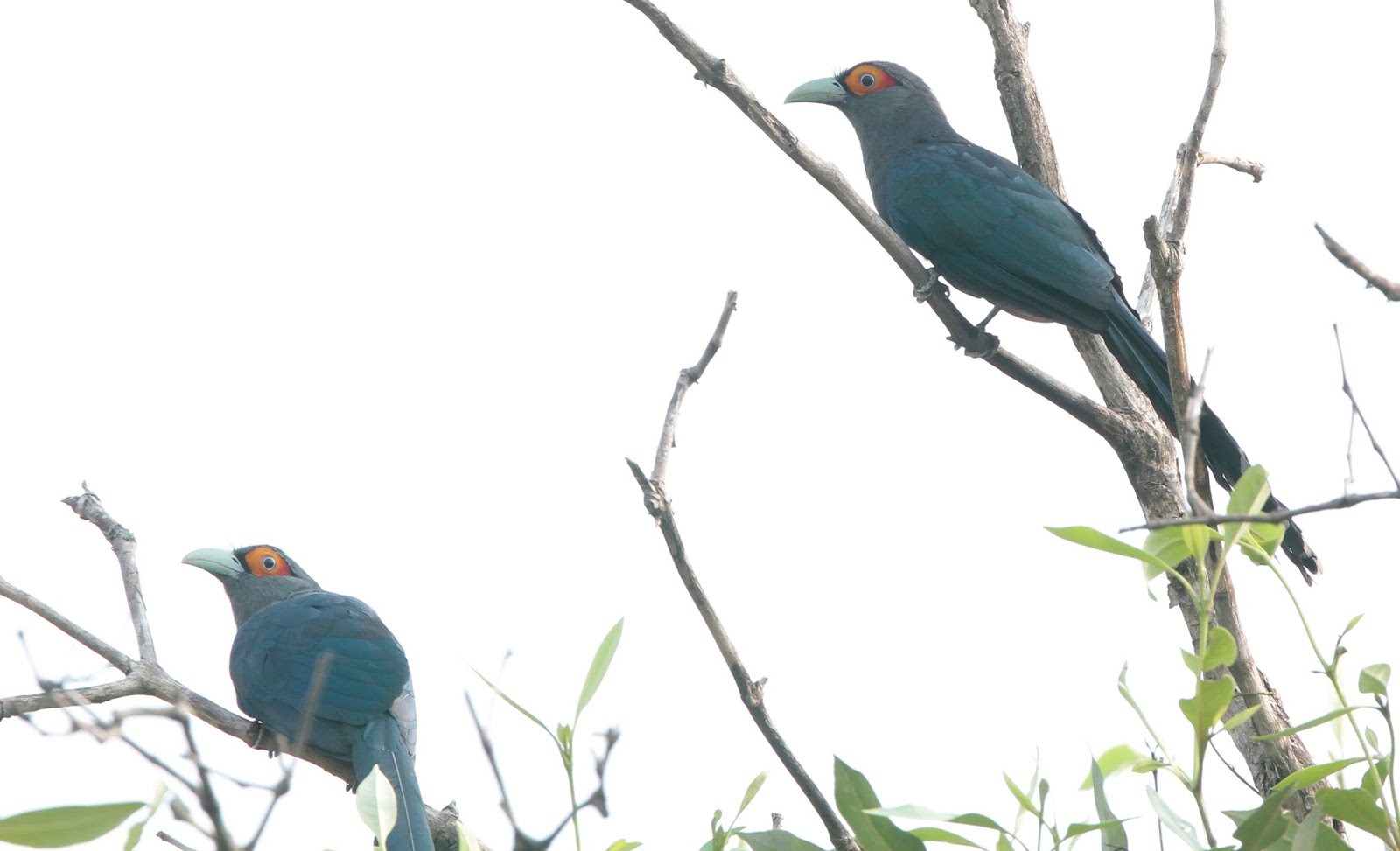 Mike is the name Birding is the game ( Birding in Malaysia - Malaysian ...