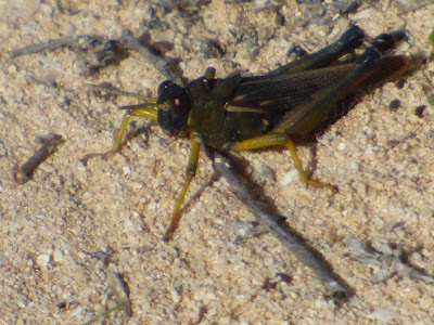 Valley Naturalist: Birding on a family holiday: Fuerteventura