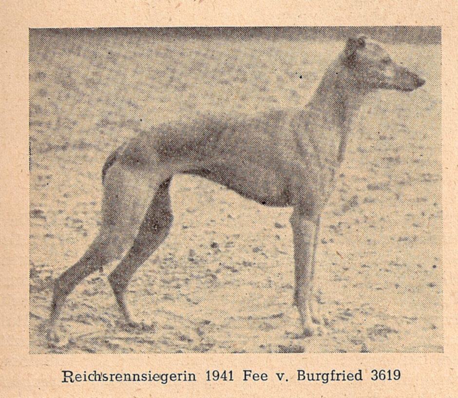 Whippet History References: 2013