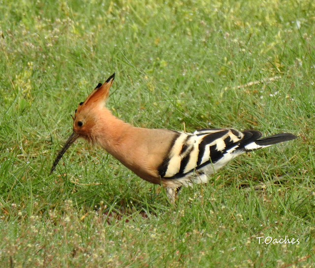 PASARI DIN ROMANIA: PUPAZA, Upupa epops