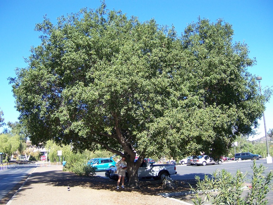 The 2 Minute Gardener: Photo - Coast Live Oak (Quercus agrifolia)