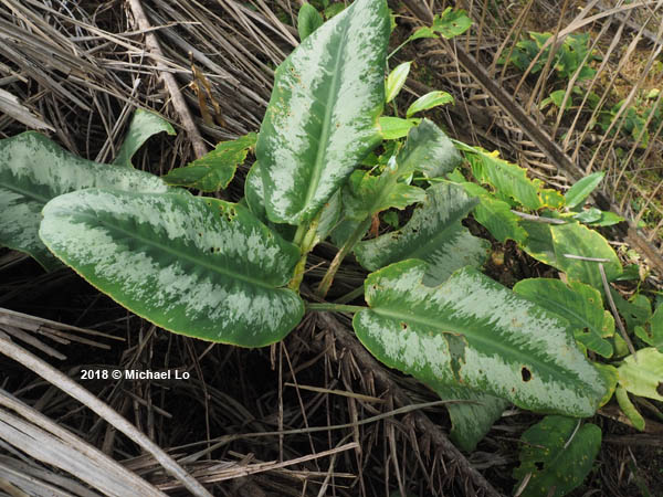 The rainforests of Borneo & Southeast Asia: Begonia promethea ...