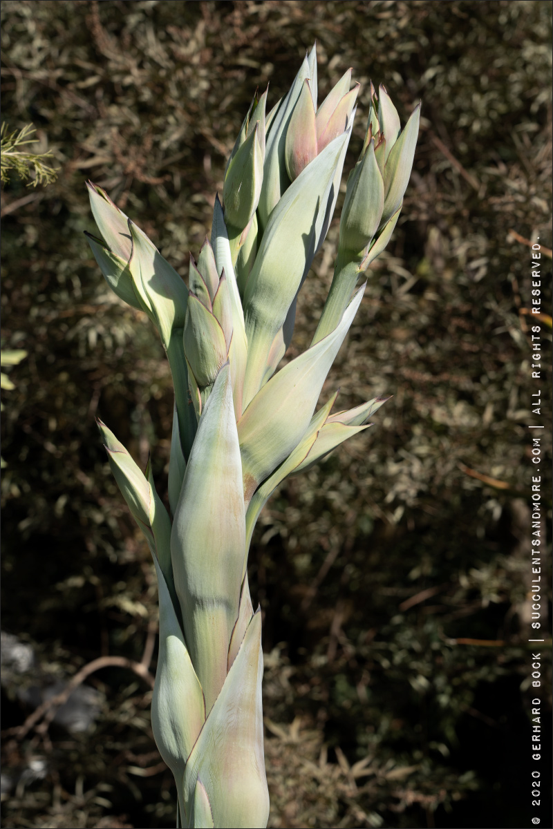 Pre-Thanksgiving front garden favorites