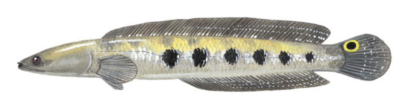 Virginia Tech Ichthyology Class : How Many Species of Snakehead Fishes ...