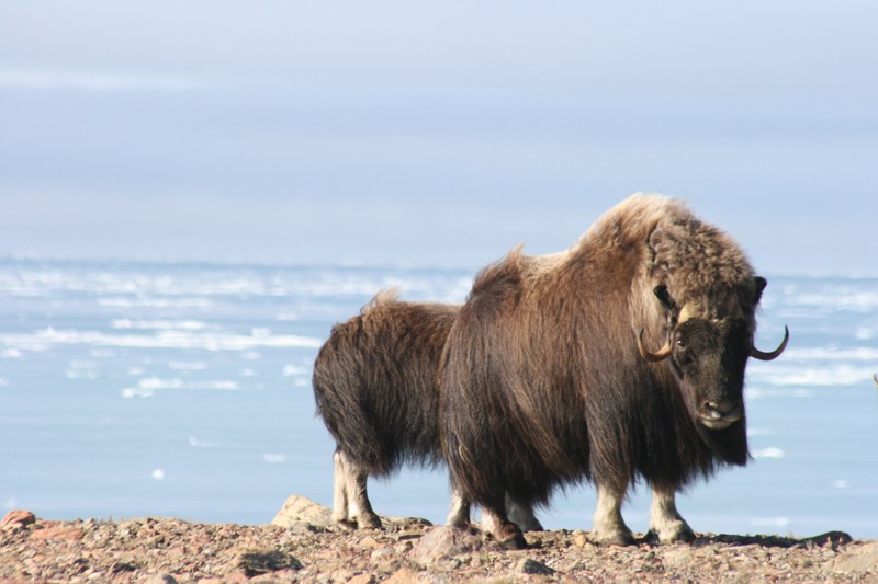 Musk-Oxen Arctic Migration Latest Photos | All Wildlife Photographs