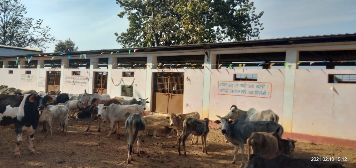 A REPORT ON ONE DAY VISIT TO GAUSHALA