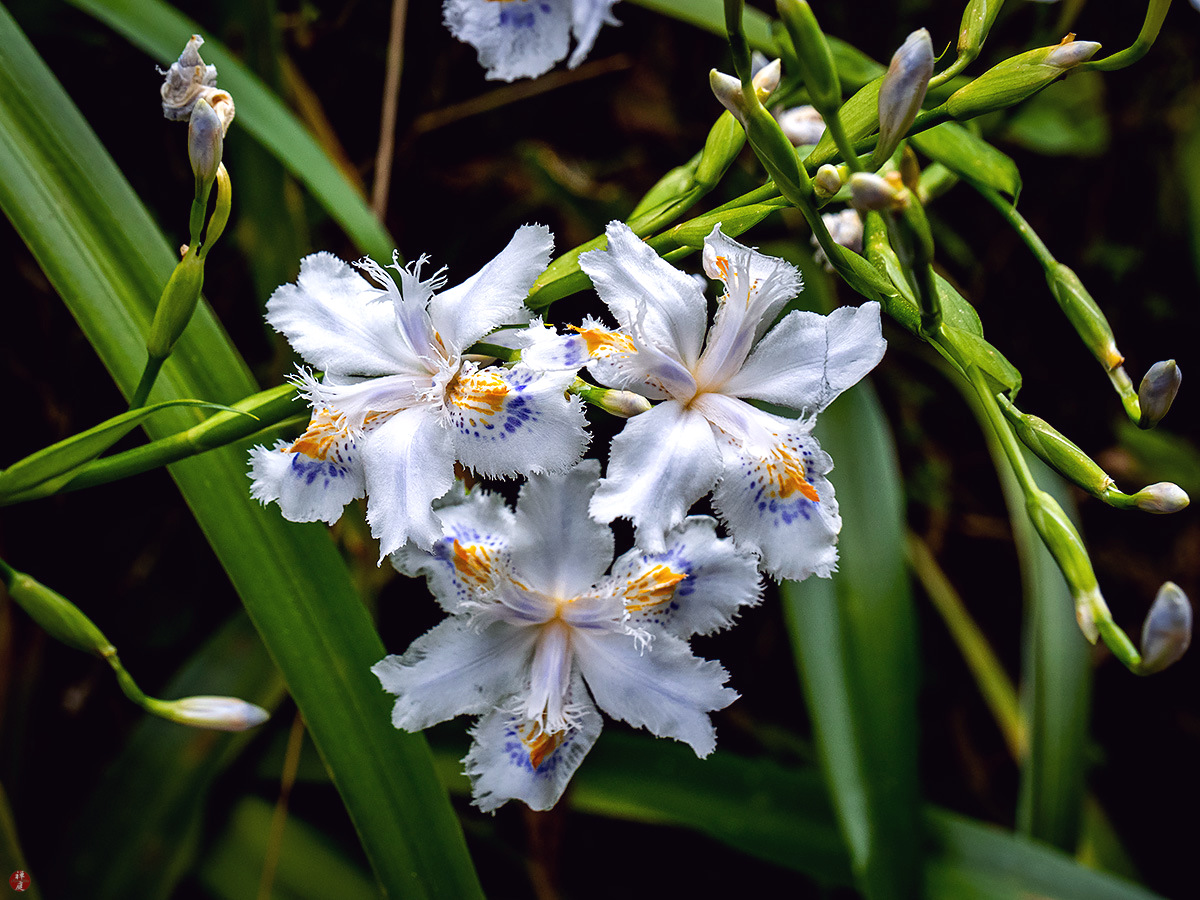 FROM THE GARDEN OF ZEN: Shaga (Iris japonica) flowers: Emgaku-ji