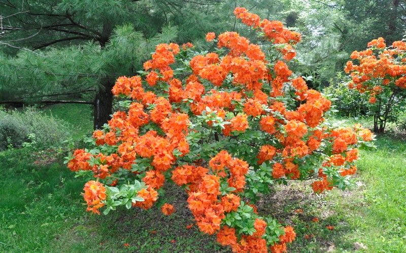 Beechwood Landscape Architecture and Construction: Plant of the Week ...