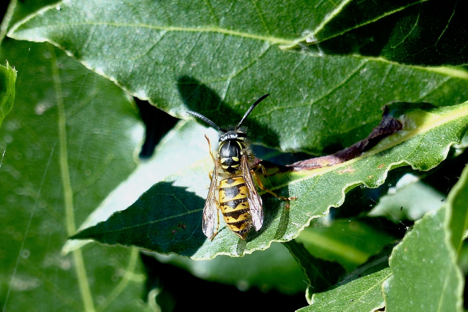 The Memory Wanderer: Autumn Garden Insects