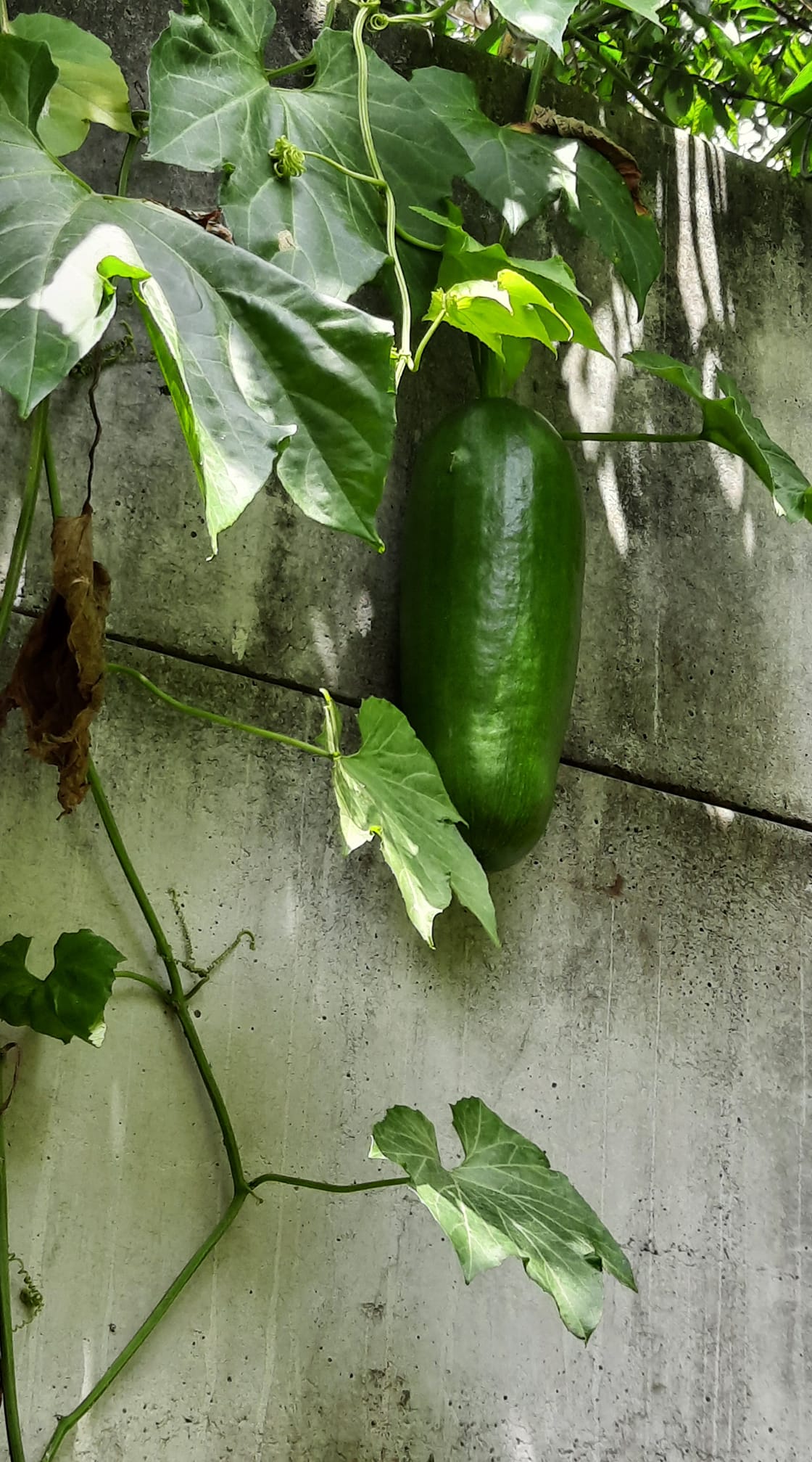 Cocina Costarricense: miel cohombro