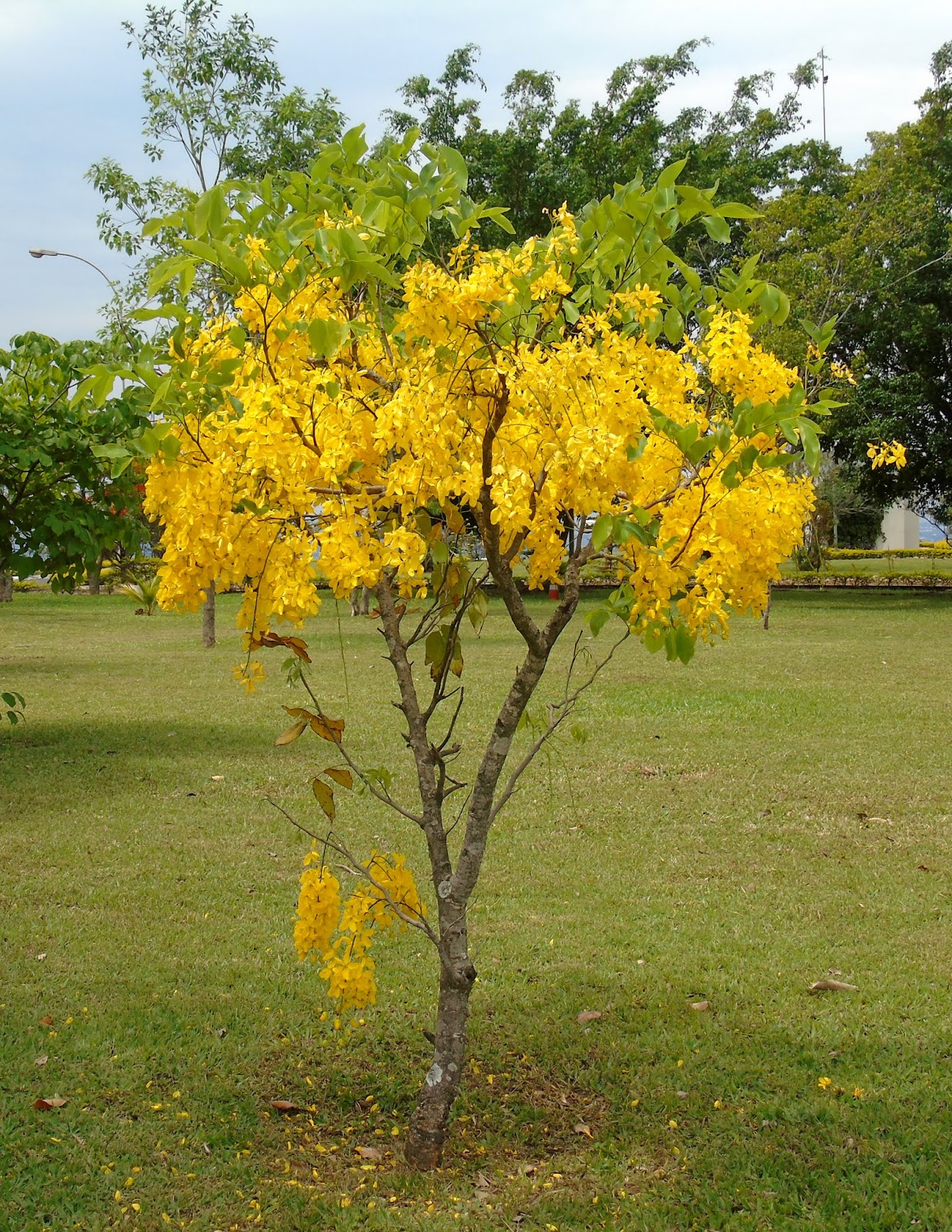 Cássia-imperial (Cassia fistula L.) | A planta da vez