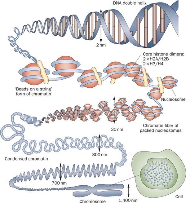 Teori Materi Genetik Dasar, Asam Nukleat, DNA, RNA, Gen & Kromosom ...
