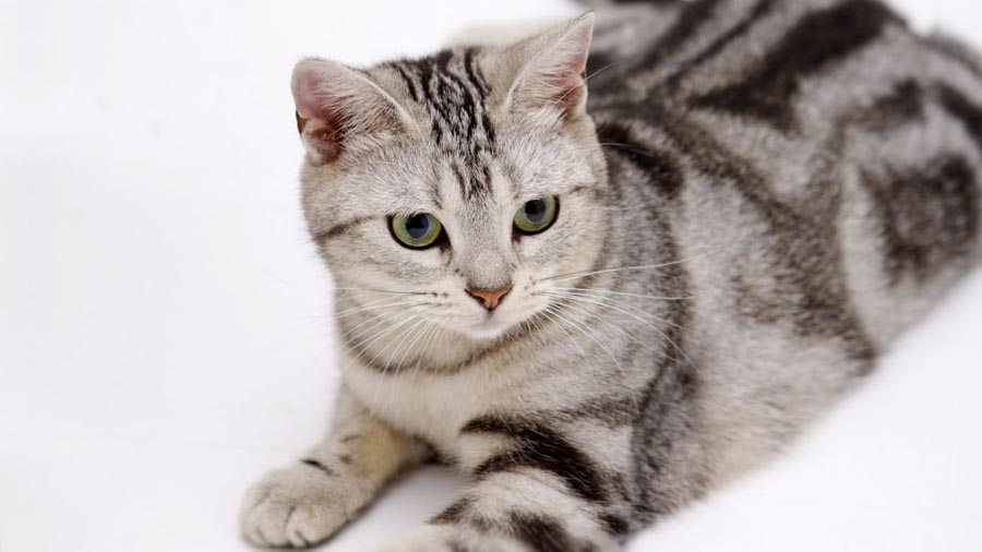 Profil Lengkap Kucing American Shorthair Dengan Gambar - Kucing's Note ...
