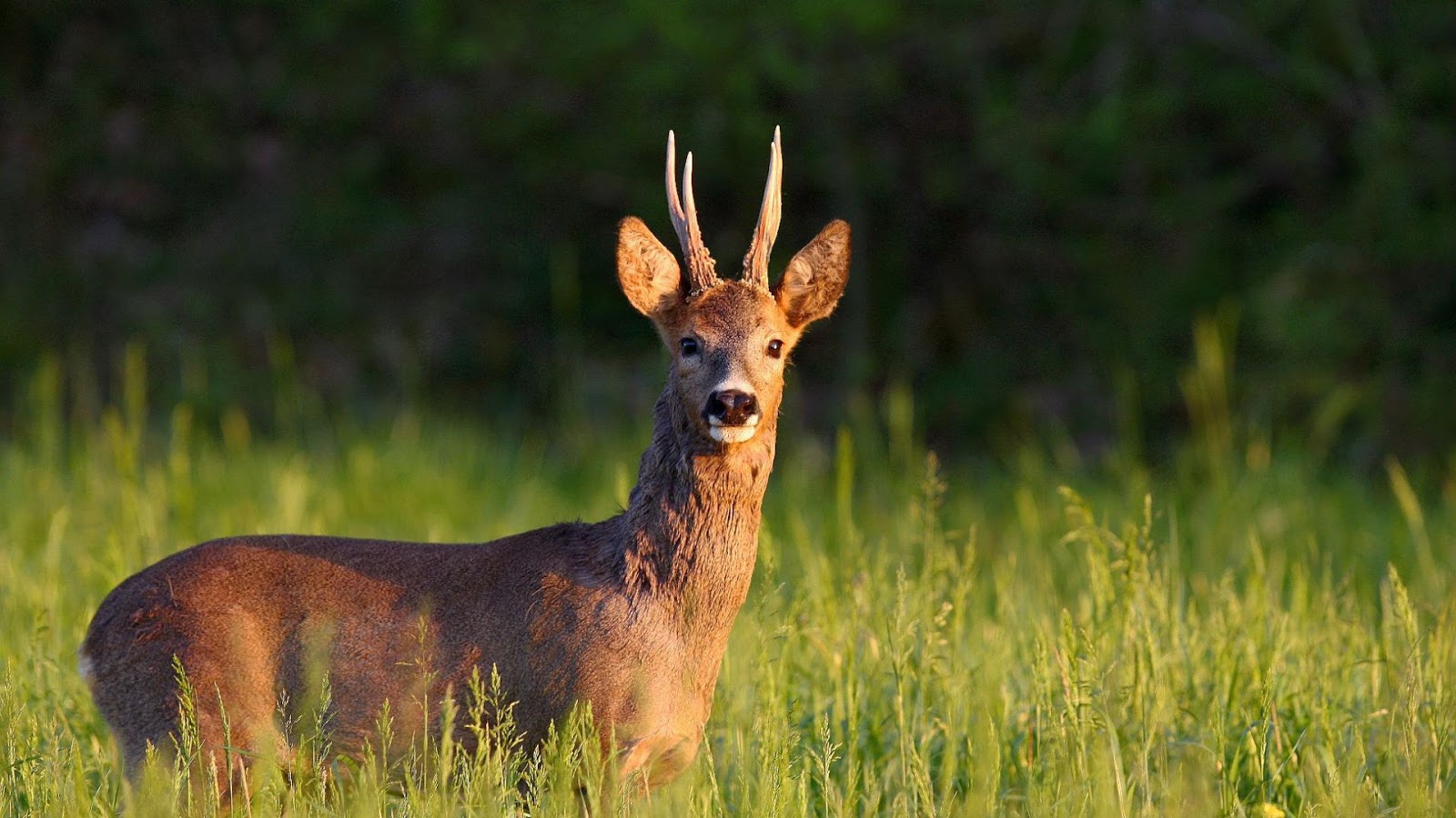 WIKIPEDIA OF GENERAL KNOWLEDGE