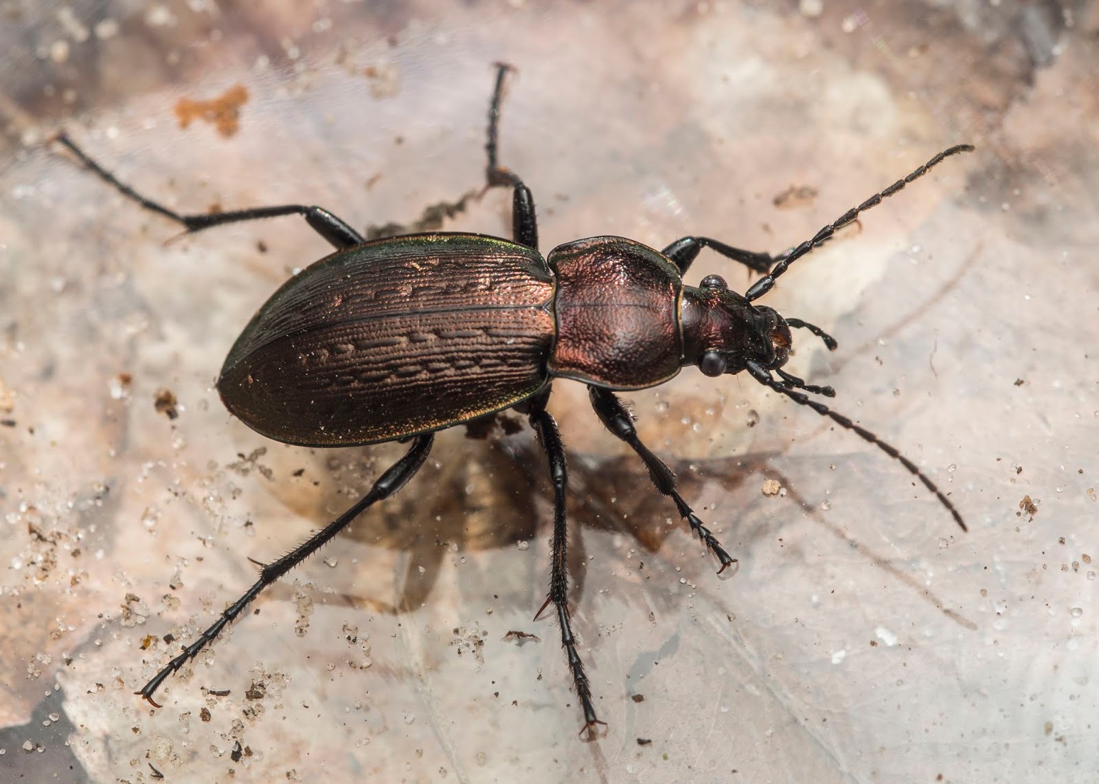 Sztuka Natury: Garść wiosennych chrząszczy