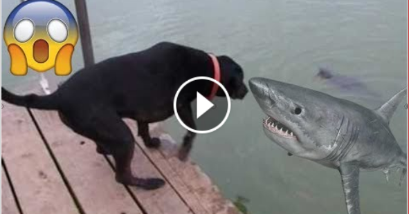 Amazing Fishing Dog- Shark Vs dog- dog fishing compilation