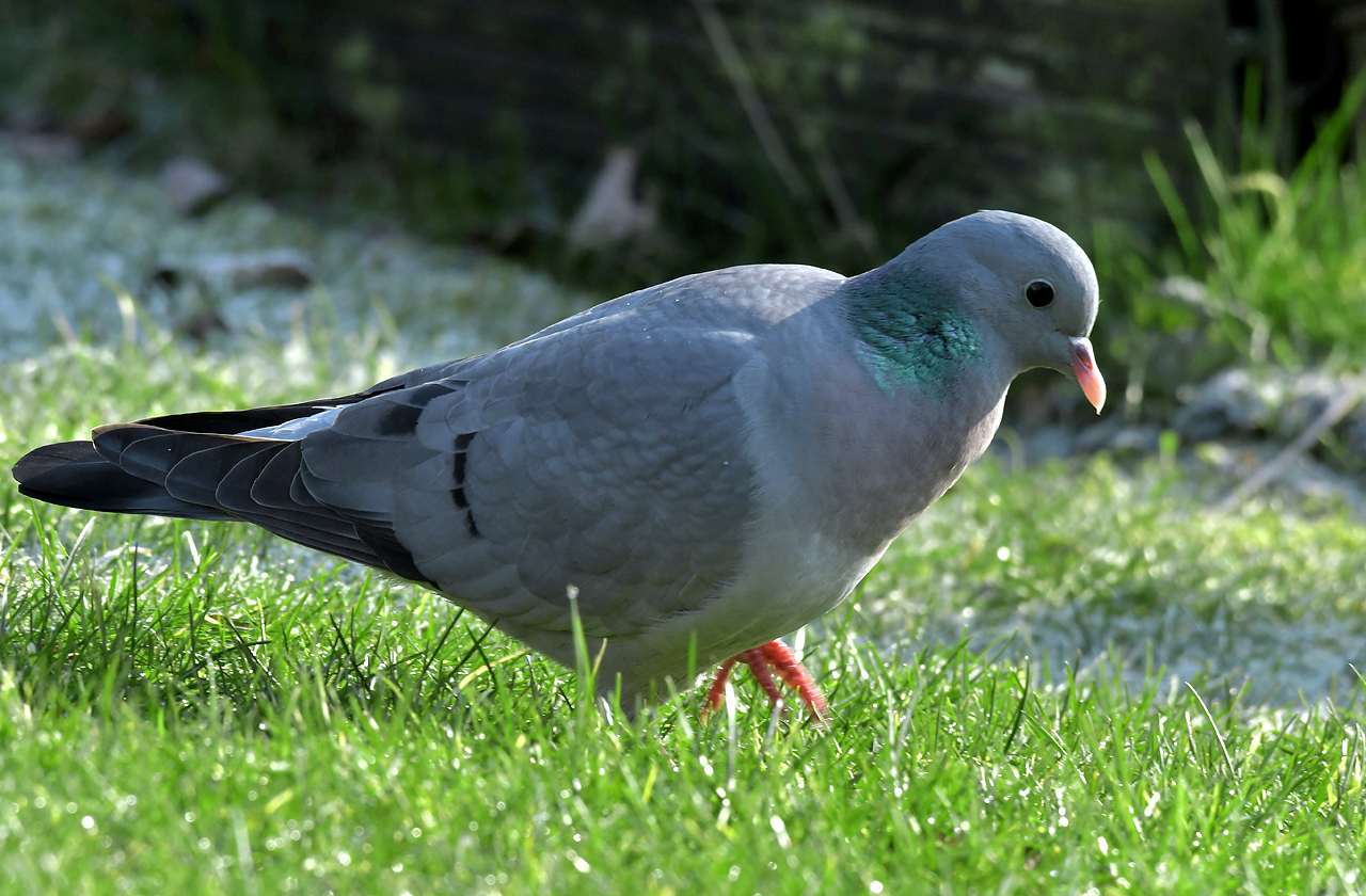 Jozef van der Heijden - Natuurfotografie: De Holenduif (Columba oenas)