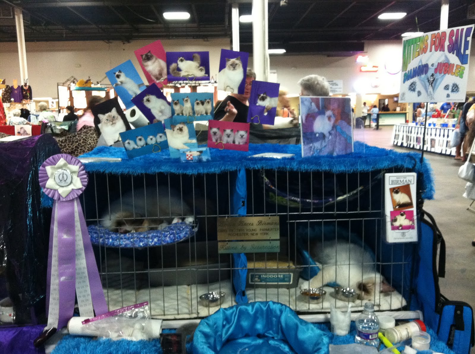 Catsparella: A Day at the Garden State Cat Club 2011 Cat Show & Expo