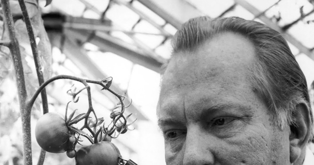 Tomatoes May Scream When Sliced ~ Vintage Everyday