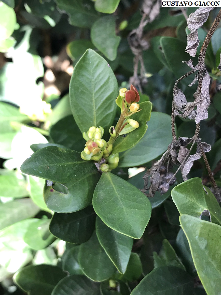 Viveiro Ciprest - Plantas Nativas e Exóticas: Cereja da Mata ou ...