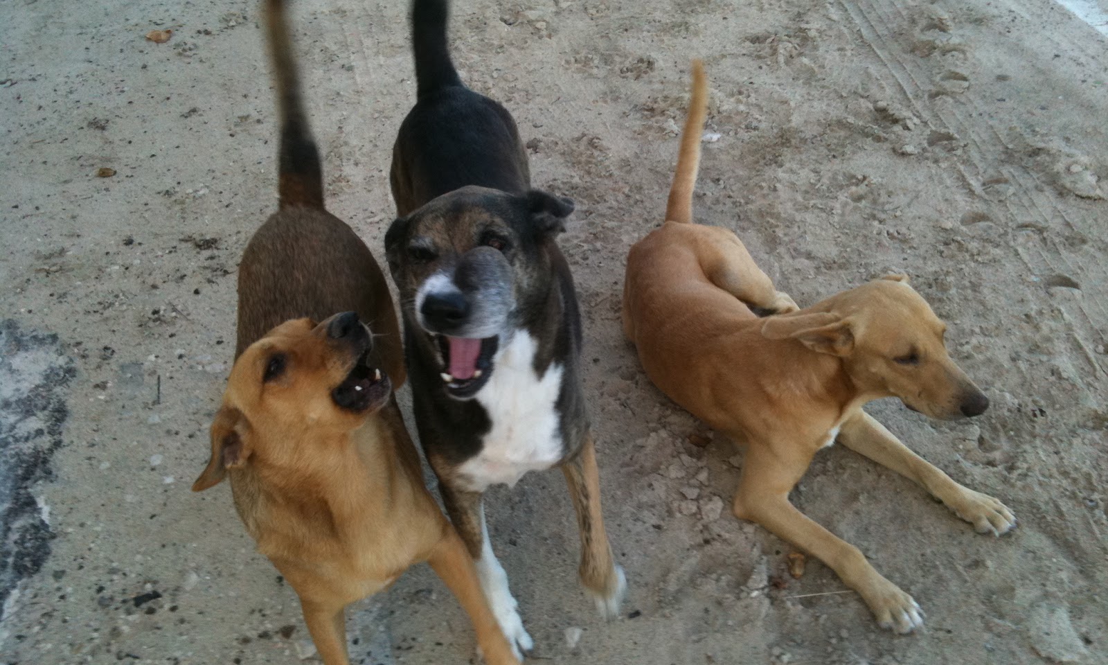 JUST A LITTLE PIECE OF PARADISE: Turks and Caicos Potcakes - Doggie Update